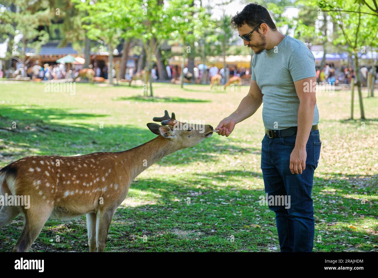 Tourist man feeding Nara deer at Nara Park in Japan Stock Photo - Alamy