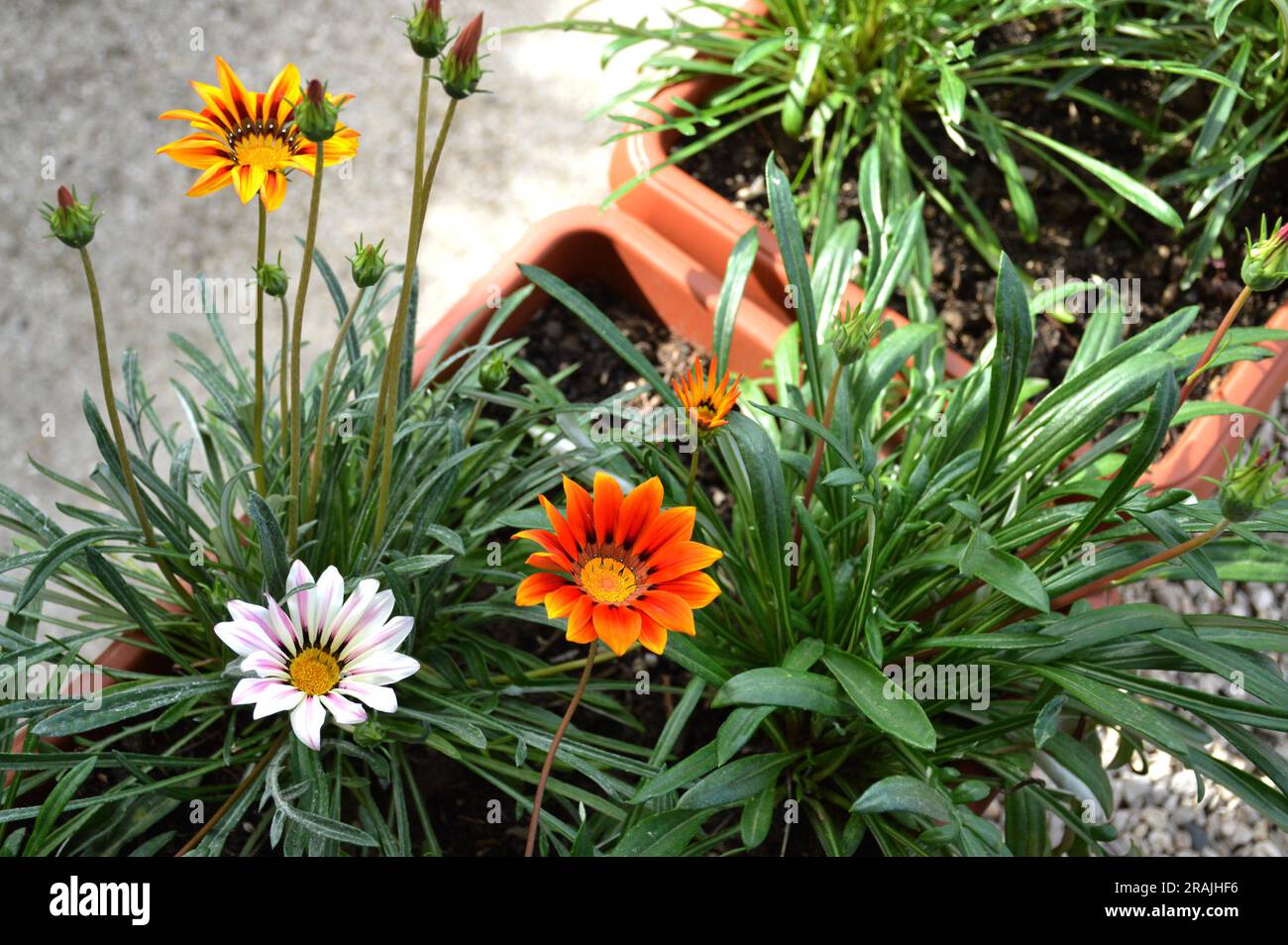 Gazania pot hi-res stock photography and images - Alamy