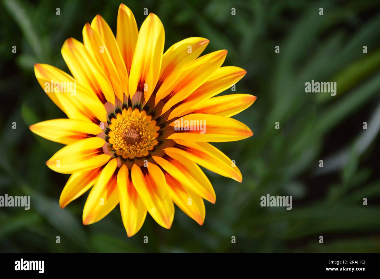 Large daisy like flower head hi-res stock photography and images - Alamy