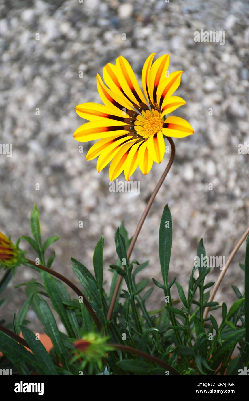 Orange treasure flower hi-res stock photography and images - Alamy