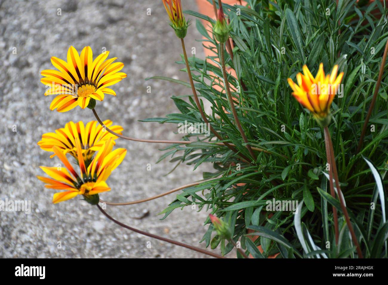 Gazania flowers growing in containers Stock Photo - Alamy