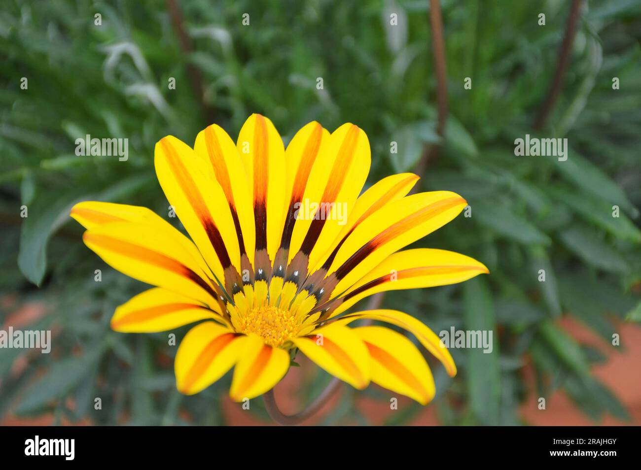 Large daisy like flower head hi-res stock photography and images - Alamy