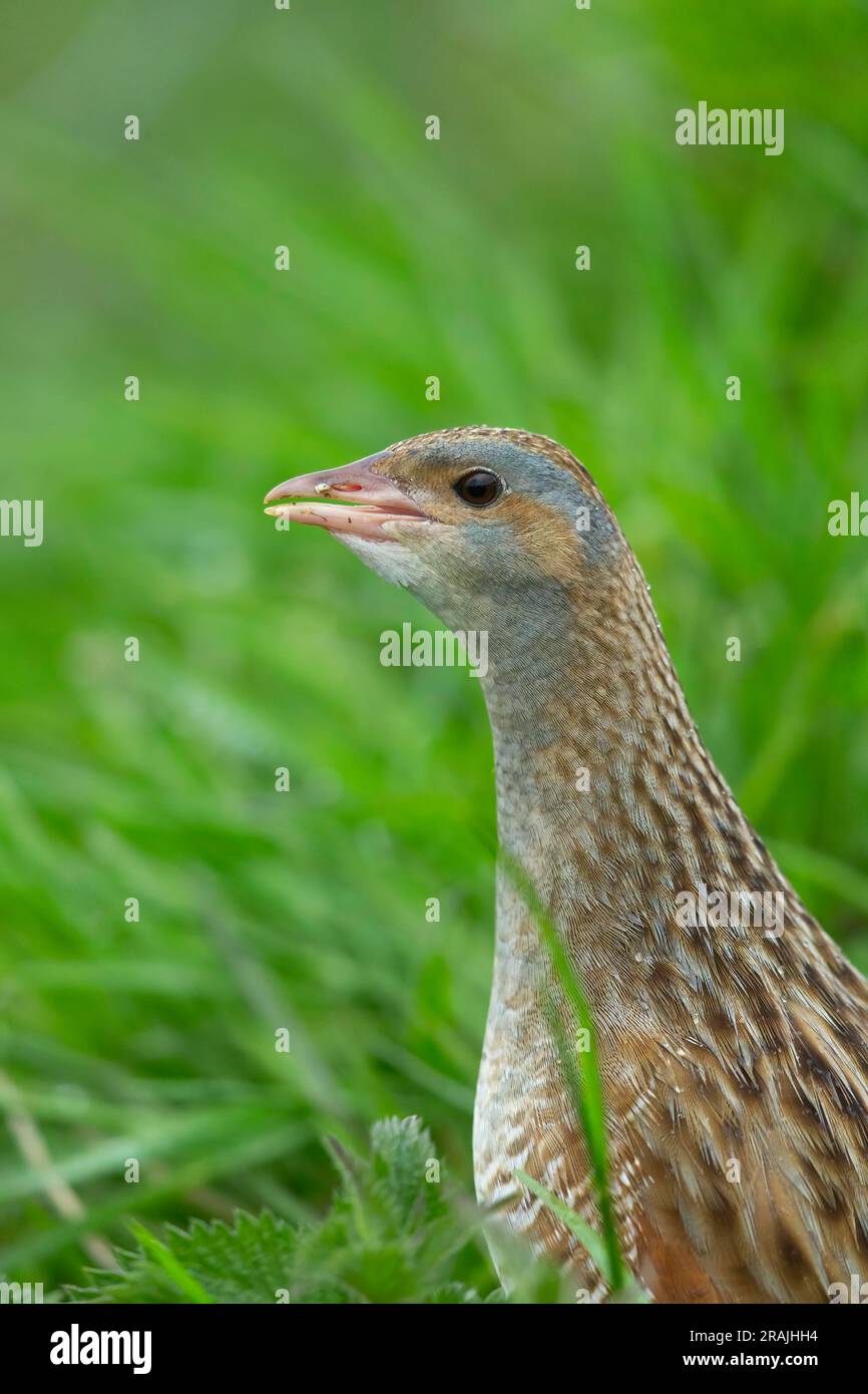 Corncrake Crex crex, adult in dense vegetation, Crossapol, Tiree ...