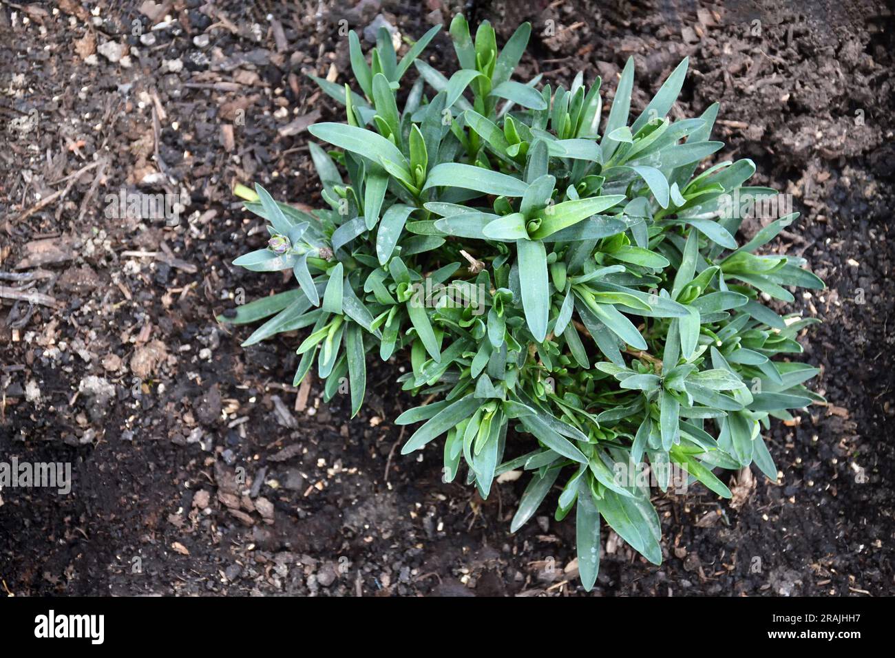 Spring form of Carnation flower plant (Dianthus caryophyllus Stock ...