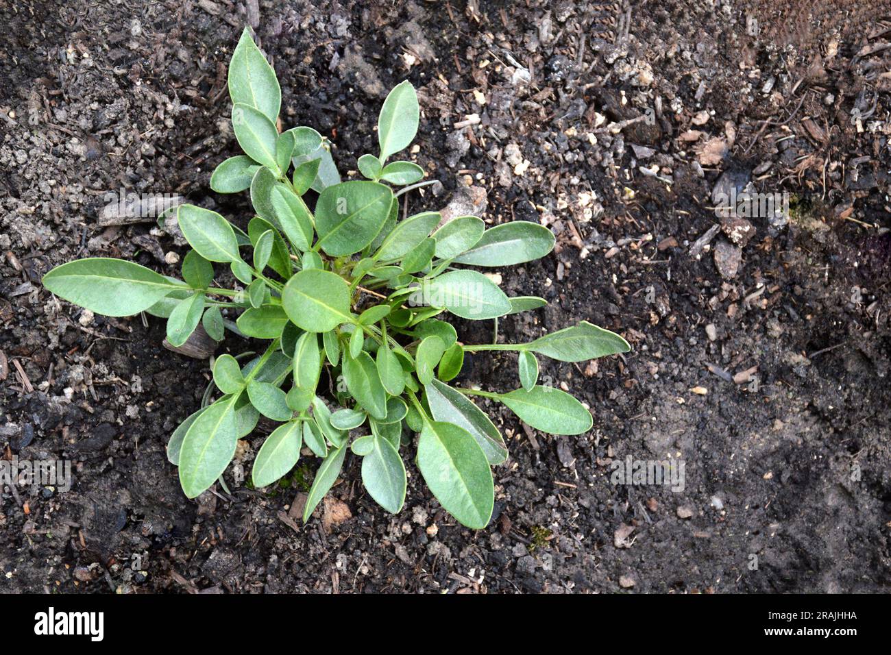 Spring form of Coreopsis flower plant Stock Photo - Alamy
