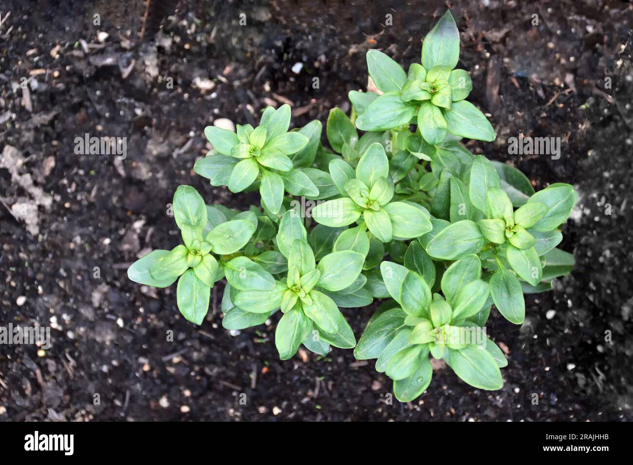 Spring form of Snapdragon plant Stock Photo - Alamy