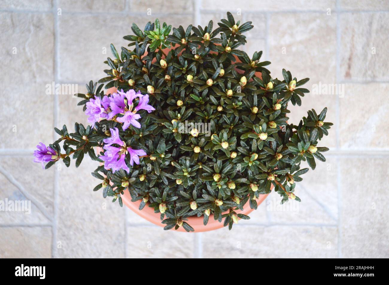 Chinese dwarf rhododendron planted in the pot, top view Stock Photo - Alamy