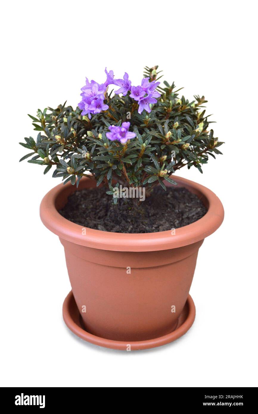 Chinese dwarf rhododendron in the flower pot isolated on white ...