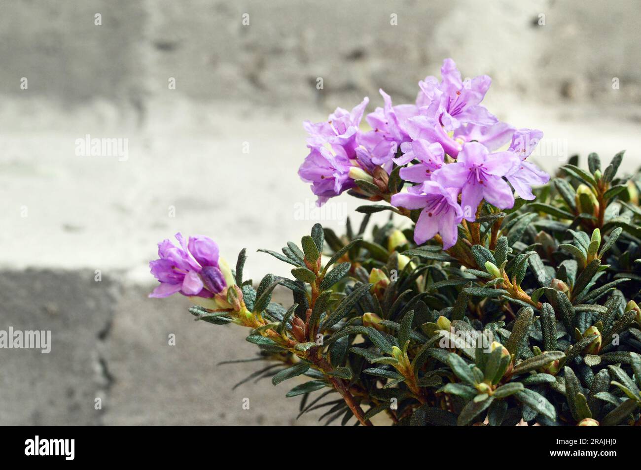 Chinese dwarf rhododendron on concrete background with copy space Stock ...