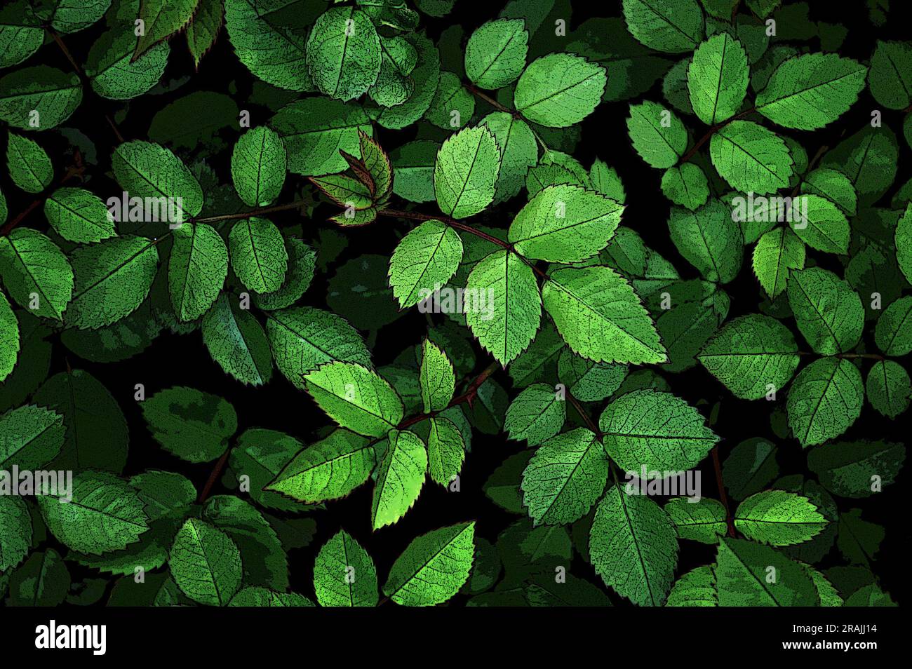 Full frame of rose leaves illustration. Rose leaf background, pattern ...