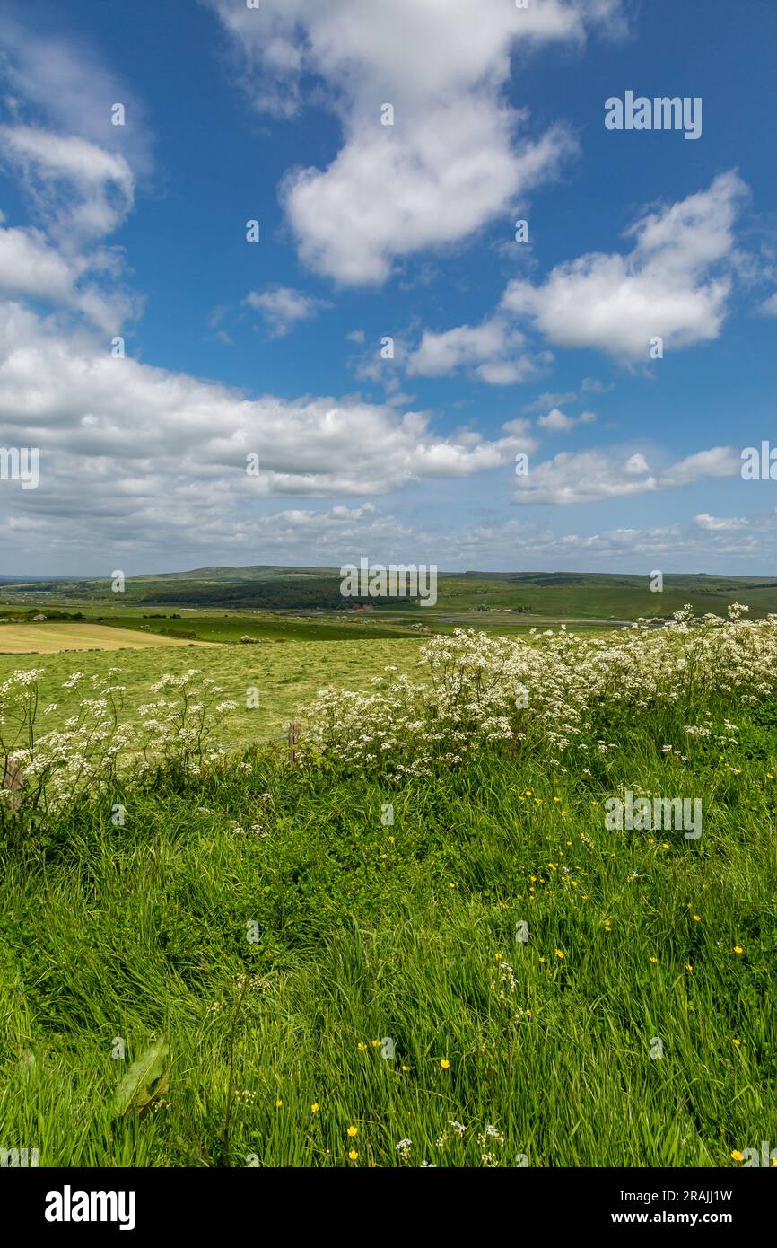 South downs spring wildflowers hi-res stock photography and images - Alamy