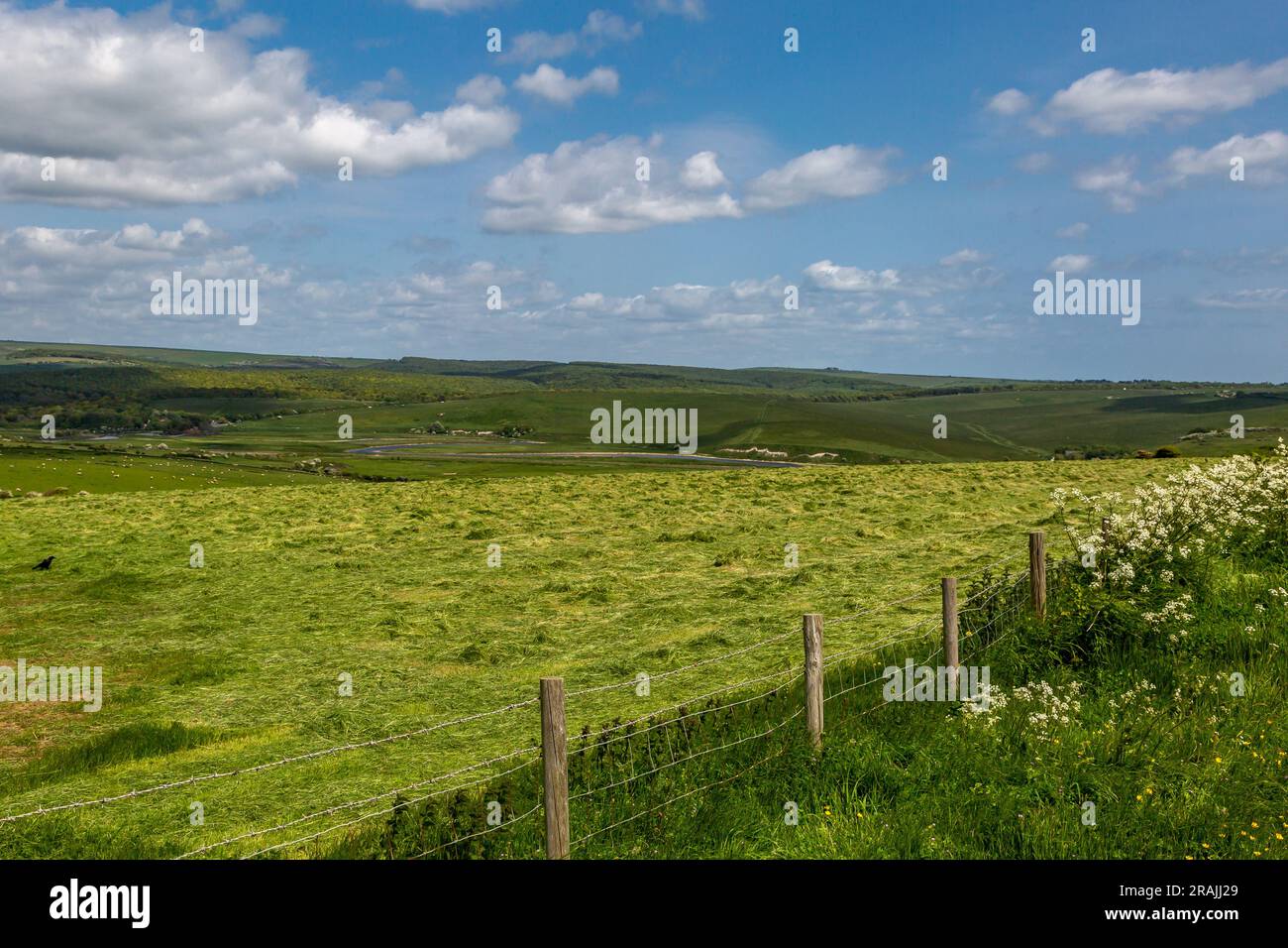 South downs spring wildflowers hi-res stock photography and images - Alamy