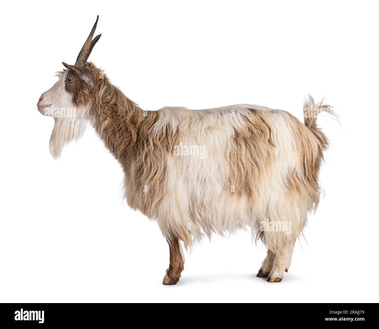Sweet light brown Dutch landrace goat, standing side ways. Looking side ...