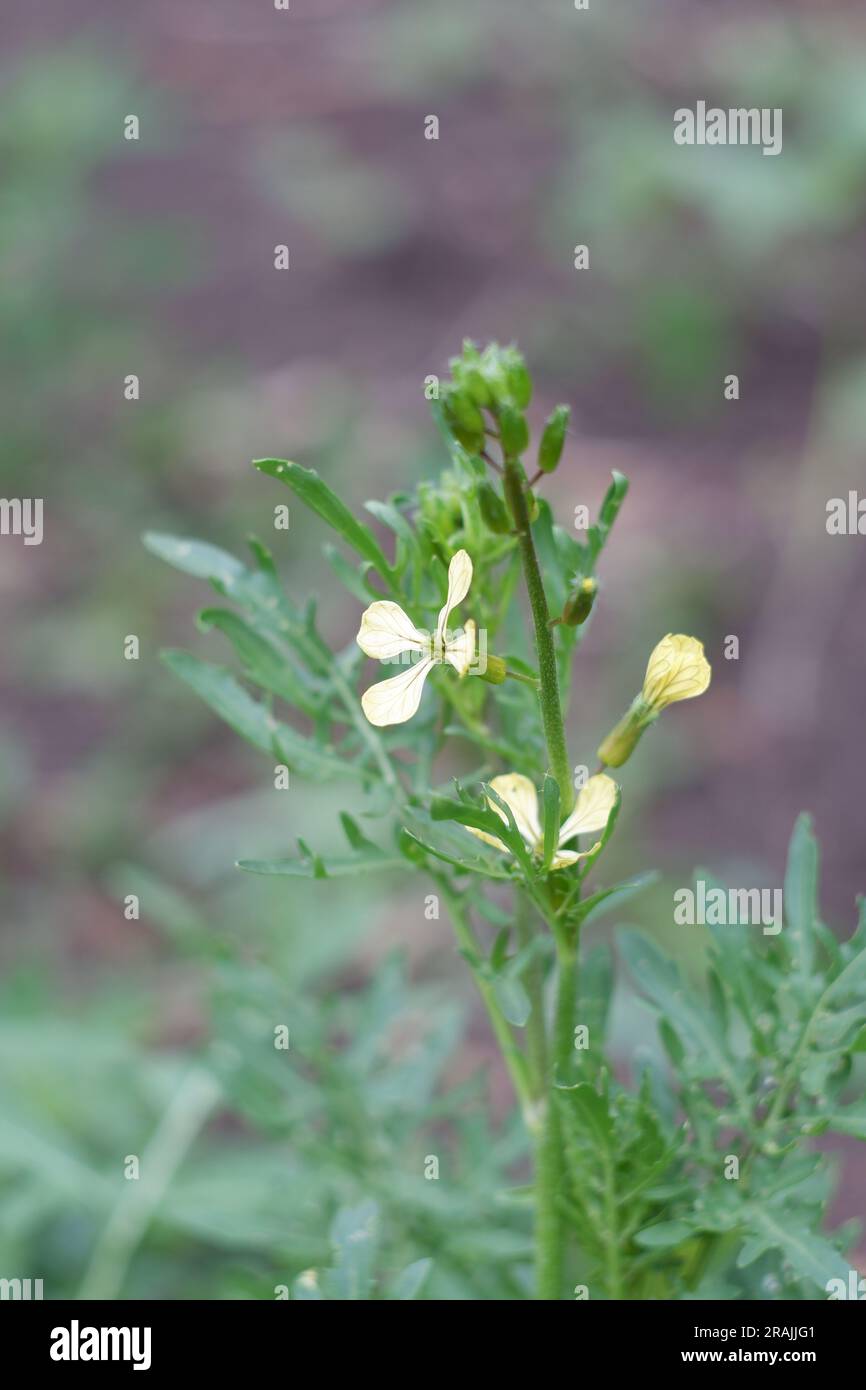 Arugula flowers hi-res stock photography and images - Alamy