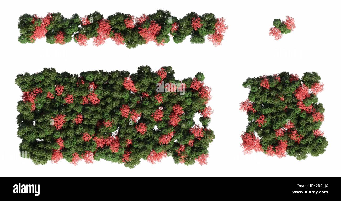 group of trees, top view, isolated on white background, 3D illustration ...