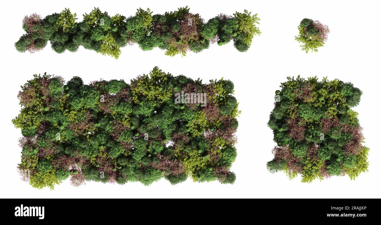 group of trees, top view, isolated on white background, 3D illustration ...