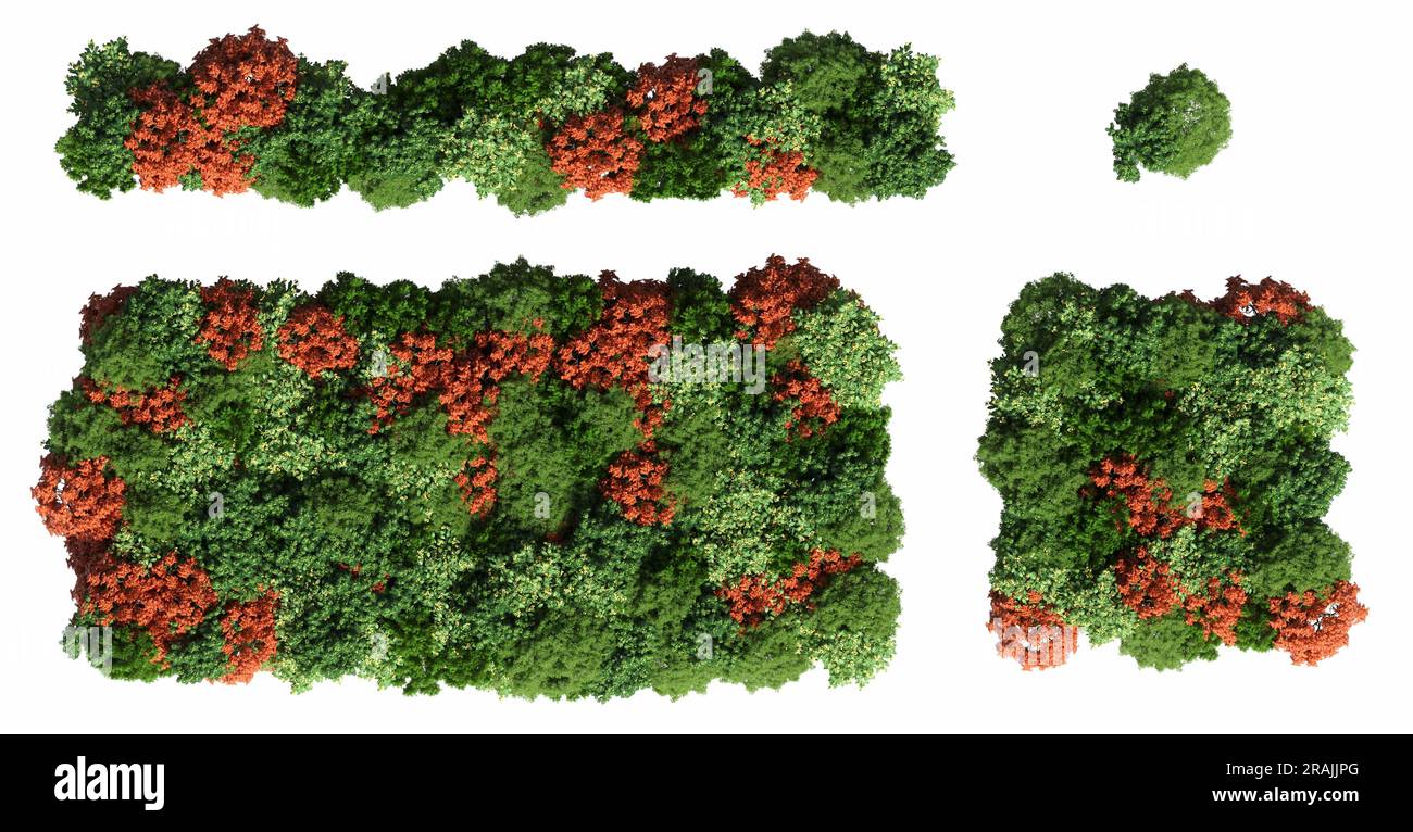 group of trees, top view, isolated on white background, 3D illustration ...