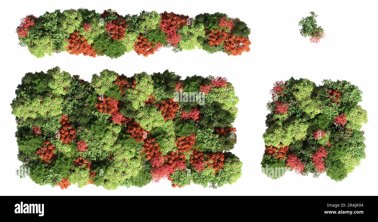 group of trees, top view, isolated on white background, 3D illustration ...