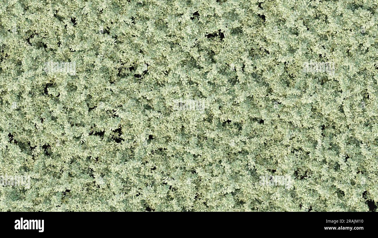 trees in the forest, top view, area view, 3D illustration, cg render ...