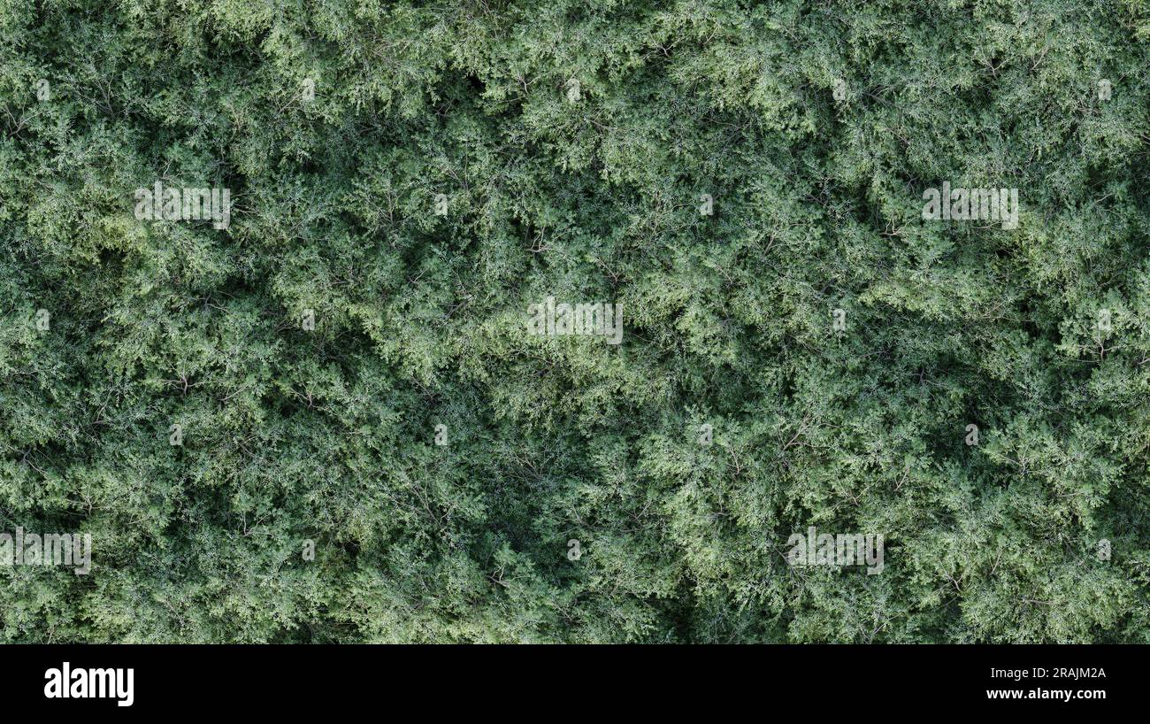 trees in the forest, top view, area view, 3D illustration, cg render ...
