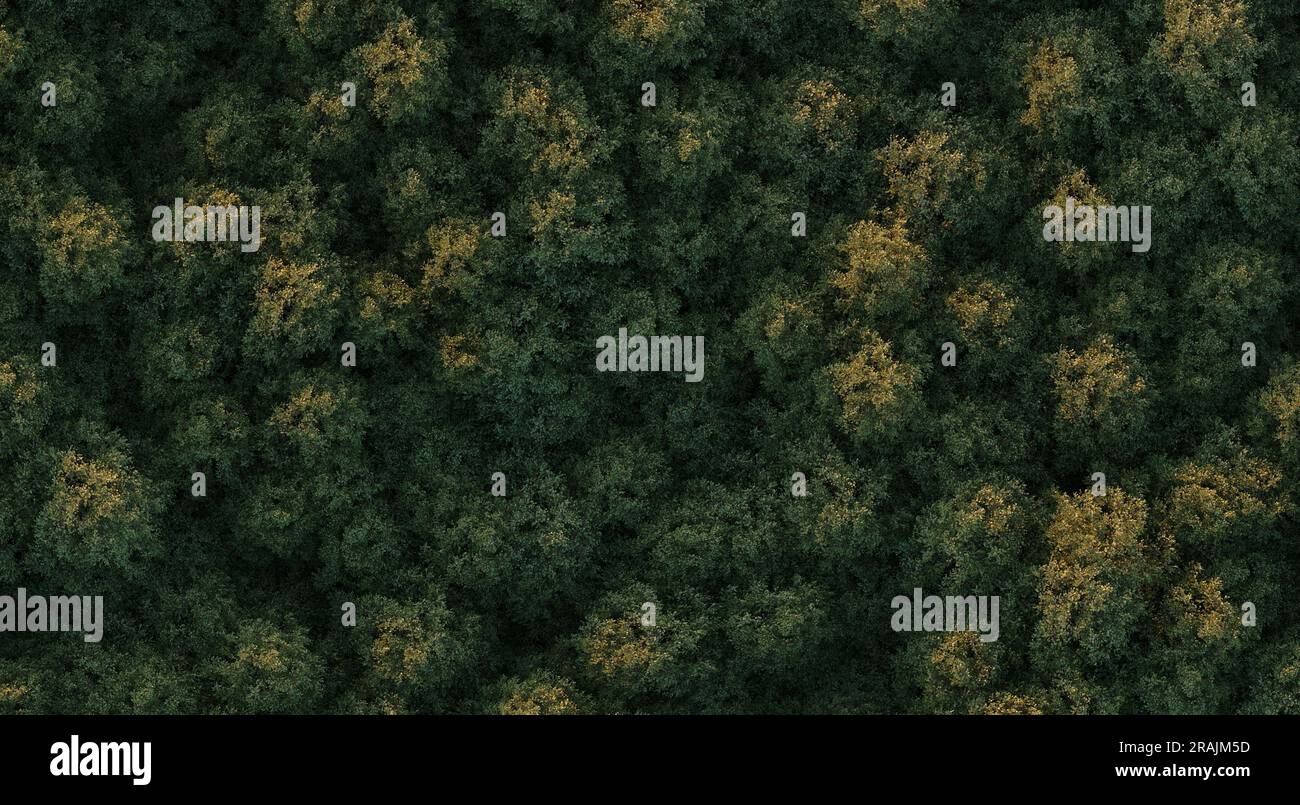trees in the forest, top view, area view, 3D illustration, cg render ...
