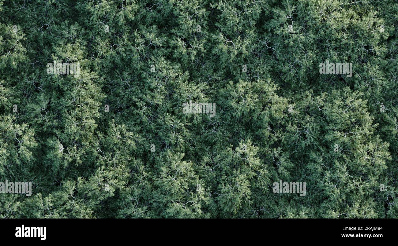 trees in the forest, top view, area view, 3D illustration, cg render ...