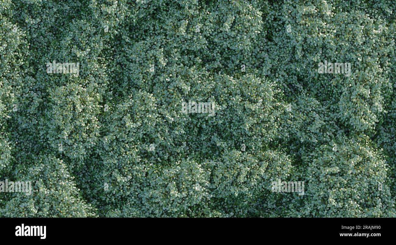 trees in the forest, top view, area view, 3D illustration, cg render ...