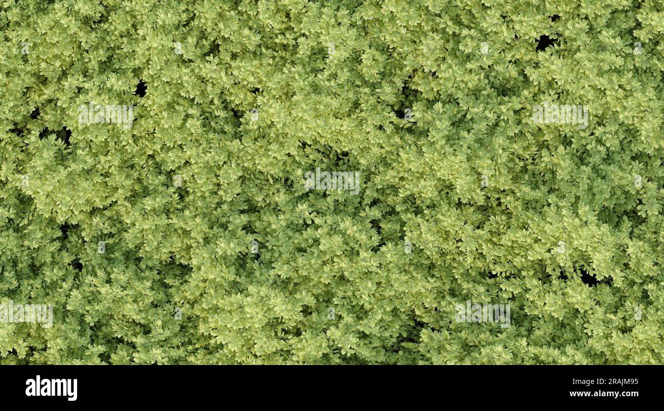 trees in the forest, top view, area view, 3D illustration, cg render ...