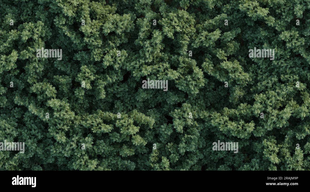 trees in the forest, top view, area view, 3D illustration, cg render ...