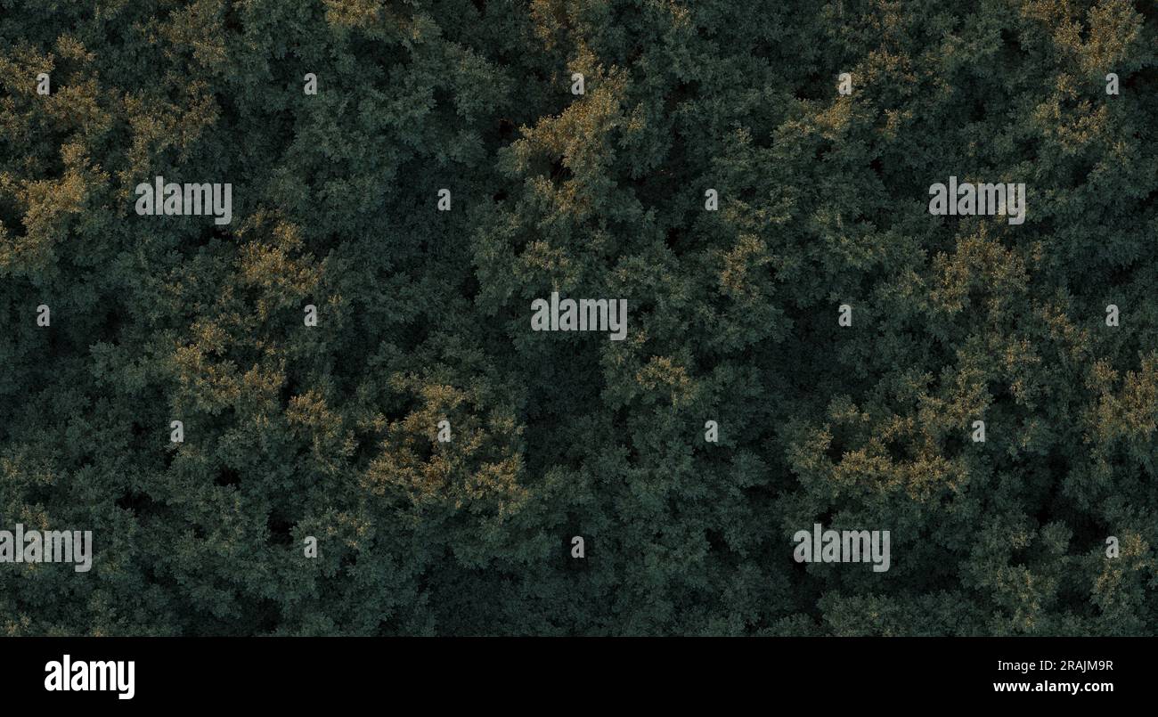 trees in the forest, top view, area view, 3D illustration, cg render ...