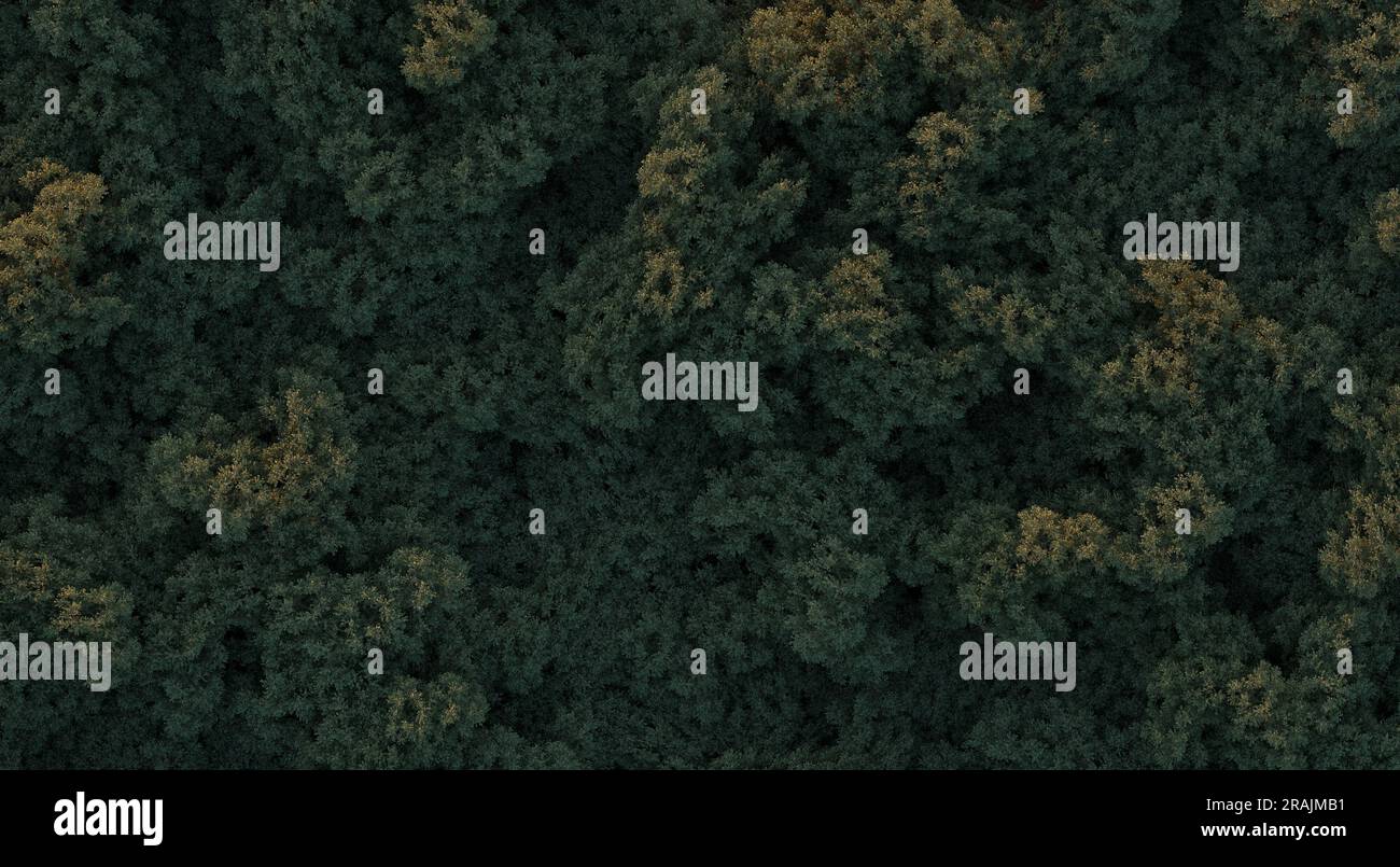 trees in the forest, top view, area view, 3D illustration, cg render ...