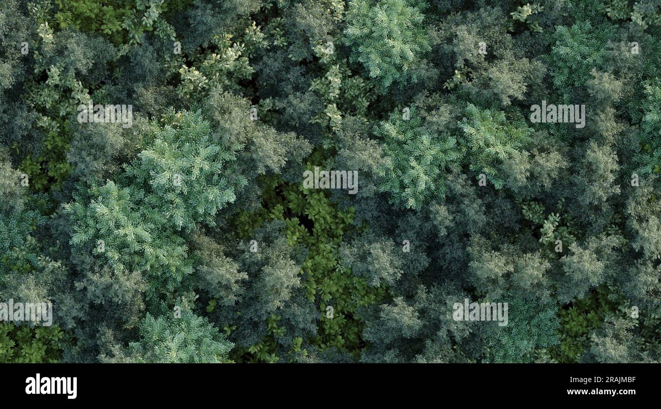 trees in the forest, top view, area view, 3D illustration, cg render ...