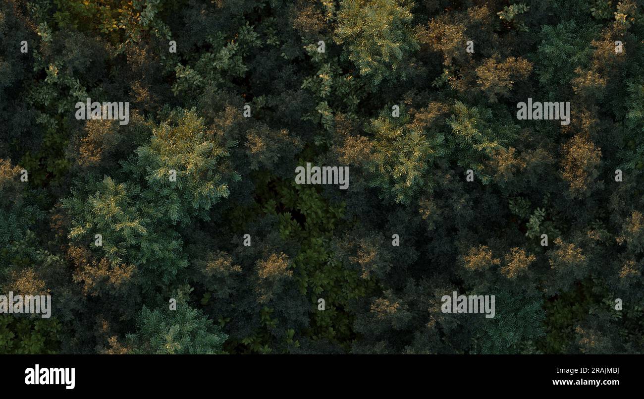 trees in the forest, top view, area view, 3D illustration, cg render ...