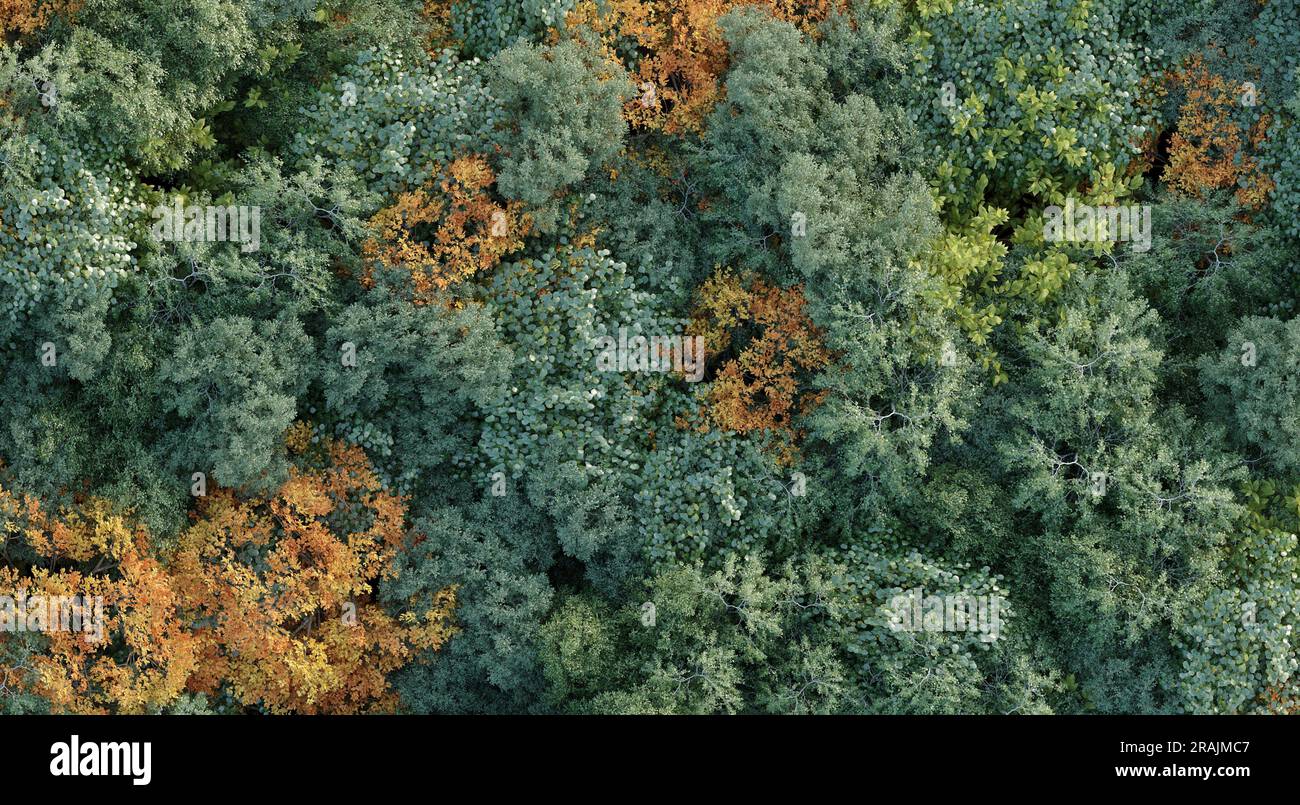 trees in the forest, top view, area view, 3D illustration, cg render ...