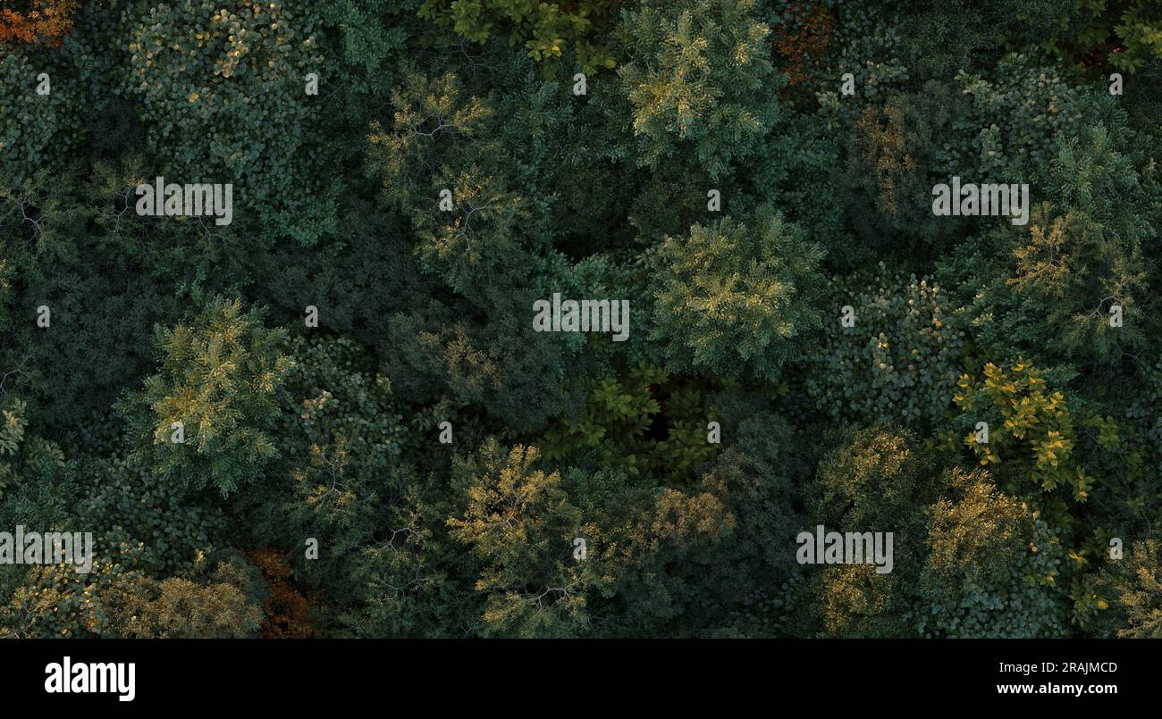 trees in the forest, top view, area view, 3D illustration, cg render ...