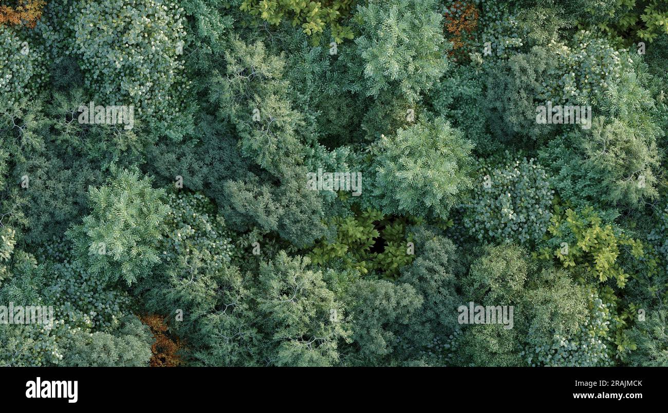 trees in the forest, top view, area view, 3D illustration, cg render ...
