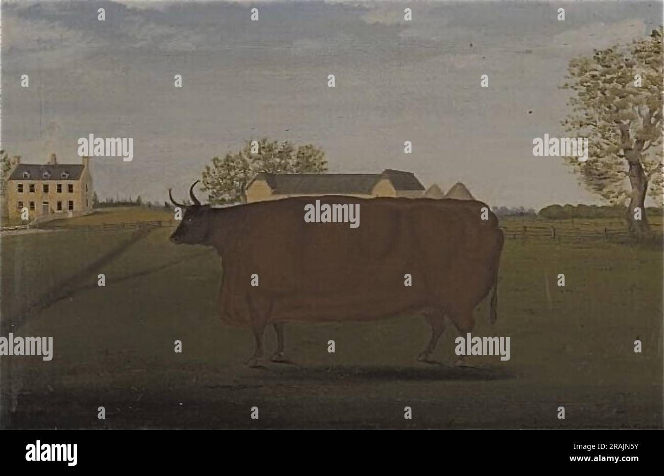 Painting of a Prize Cow in a Field 1827 by John Bradley Stock Photo - Alamy