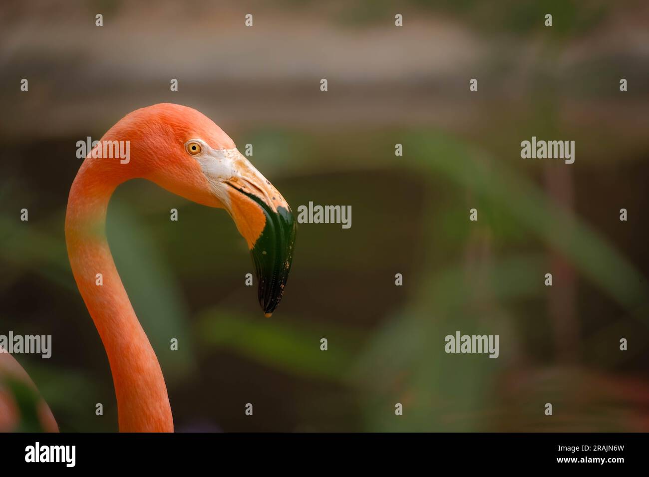 Close up flamingo face hi-res stock photography and images - Alamy