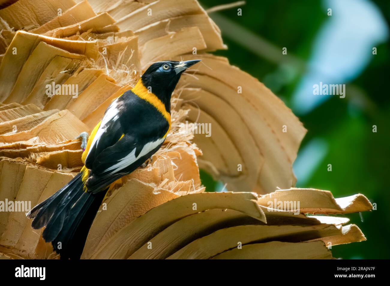 Venezuelan Troupial (Icterus icterus) with plant fibers in beak looks ...