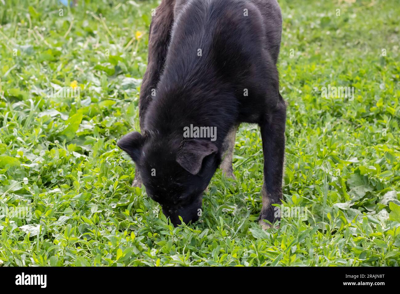 Big black dog sniffing green grass close up Stock Photo - Alamy