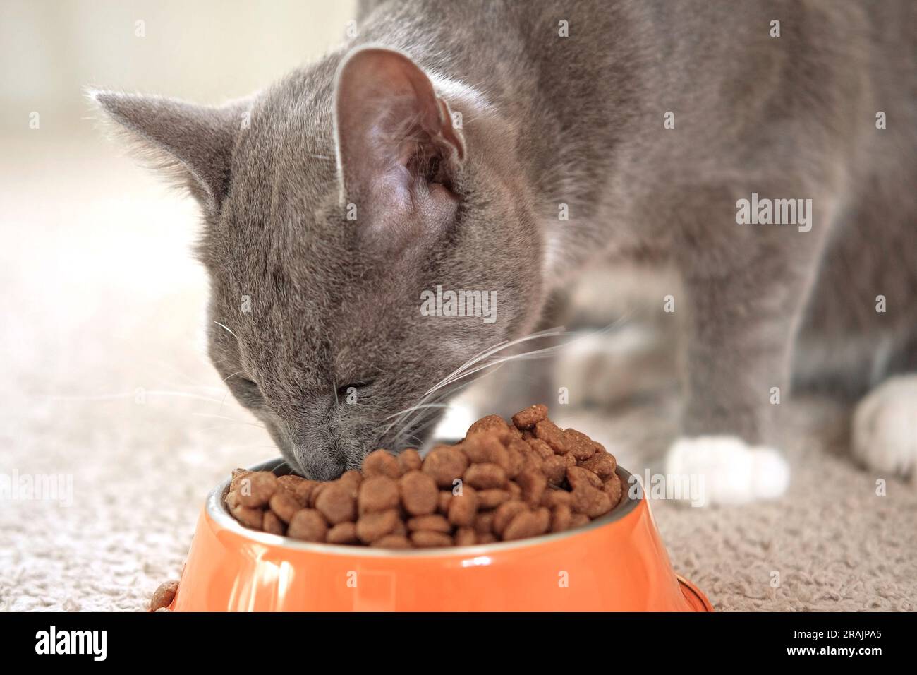 Cat Eating from Bowl. Young Cat Eats Food, Licking Tongue. Feline ...