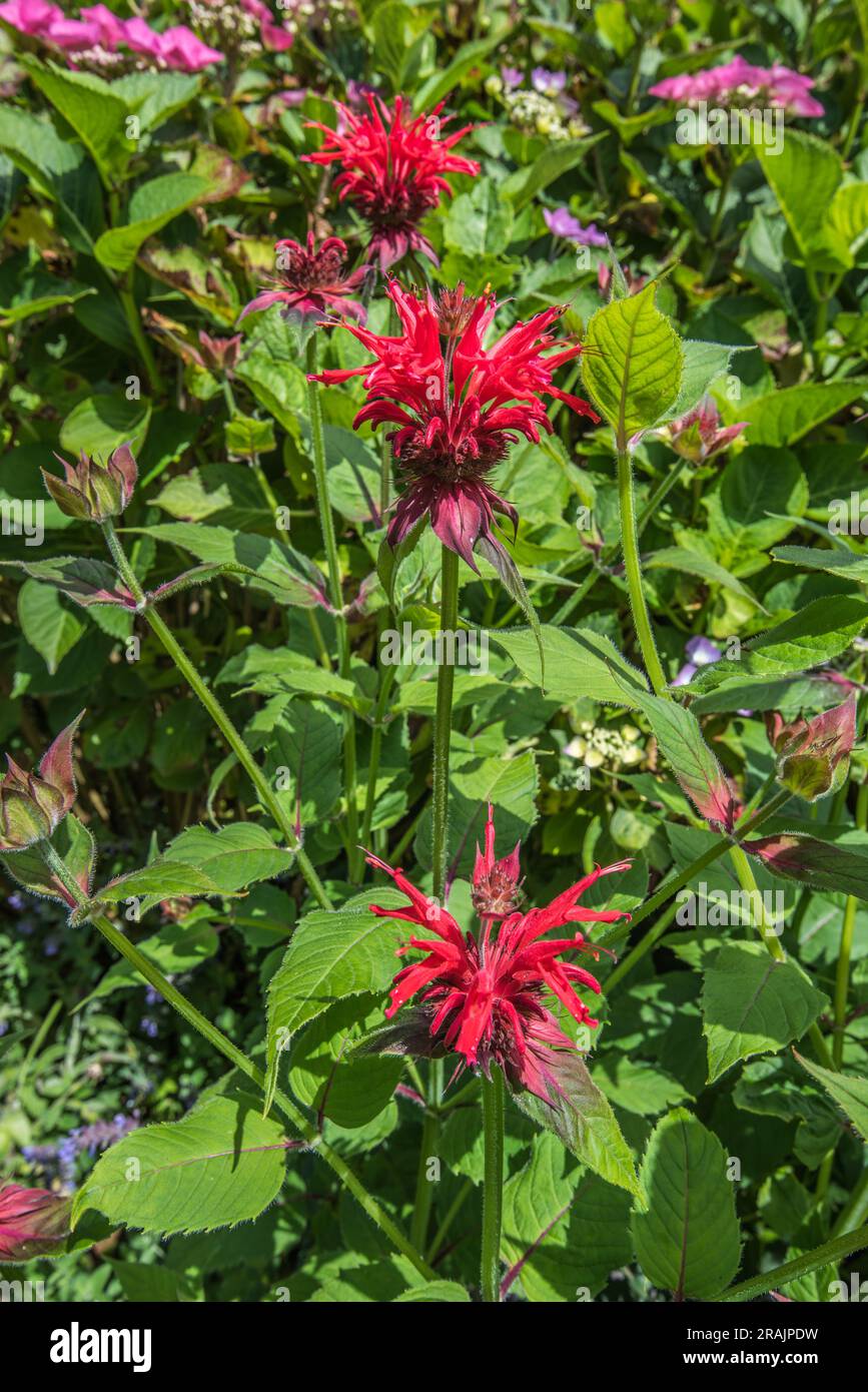 Aromatic herb in the family lamiaceae hi-res stock photography and ...
