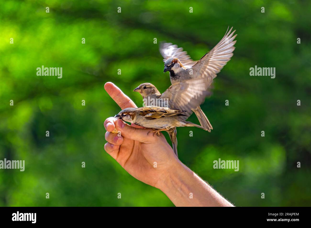 Feeding birds. Sparrows glide and cling to a man's fingers to eat bread ...