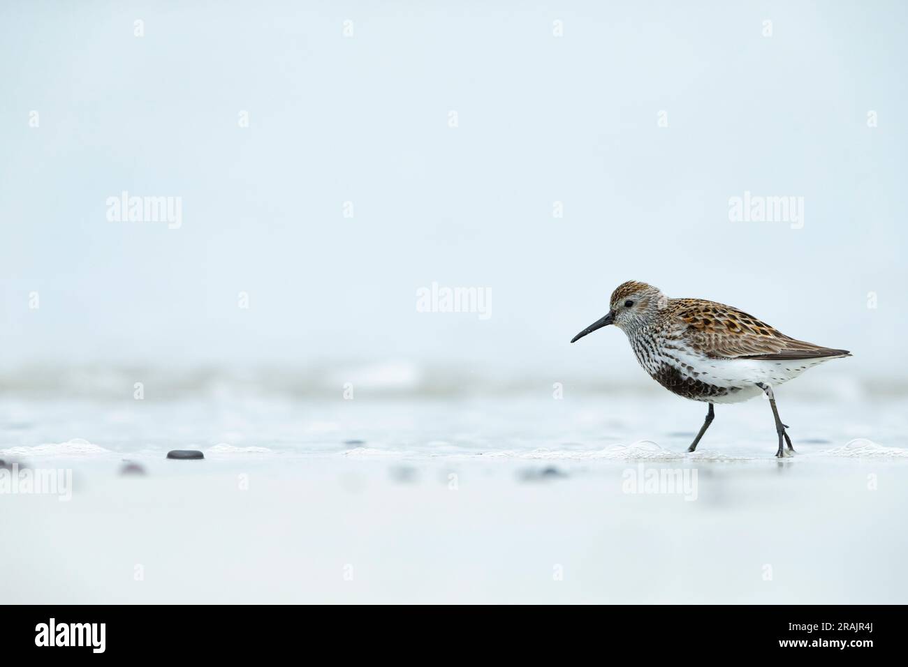 Dunlin Calidris alpina, adult walking across beach, Balephetrish Bay ...