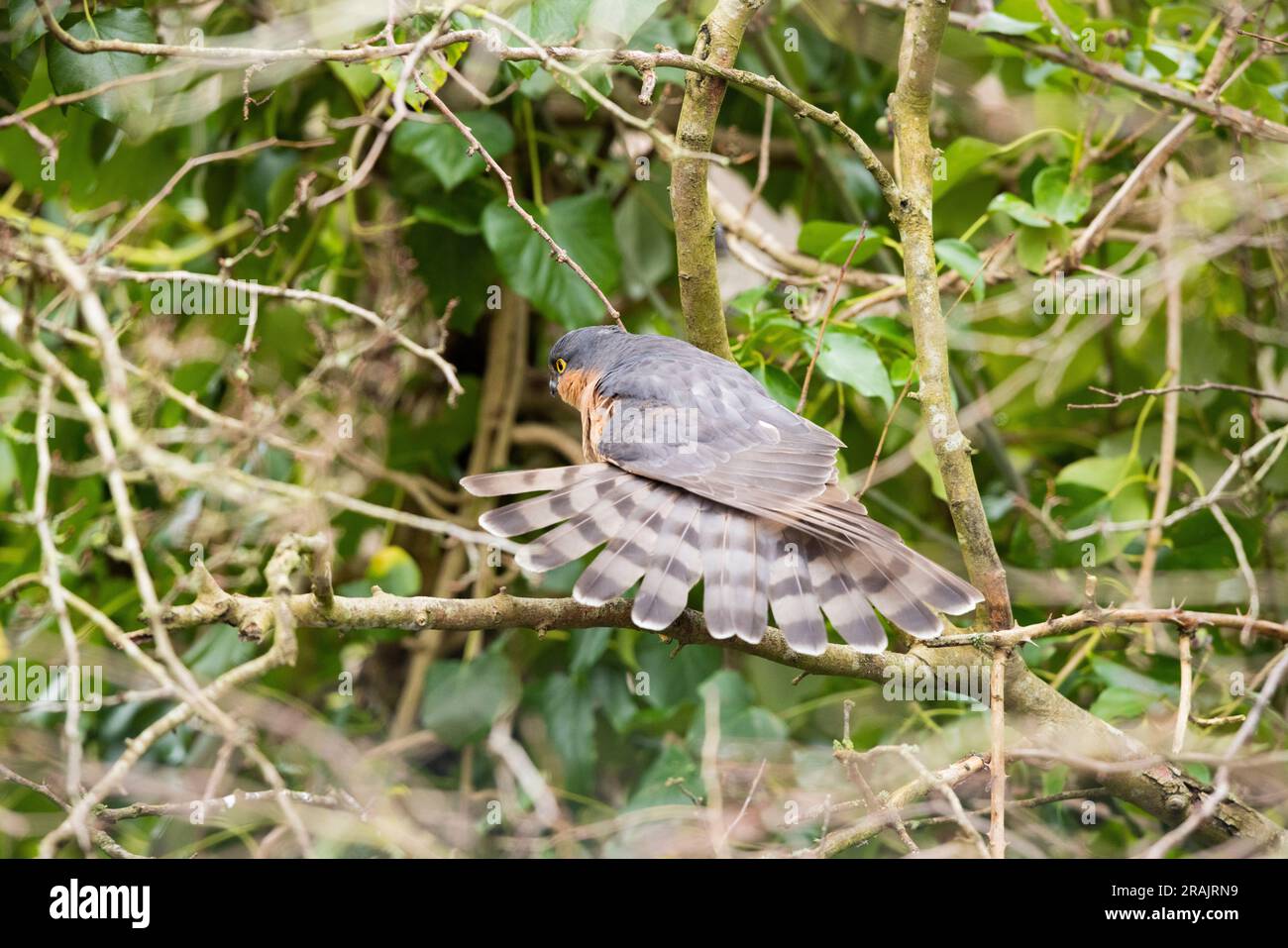 Eurasian sparrowhawk Accipiter nisus, adult male perched in tree & Wing ...