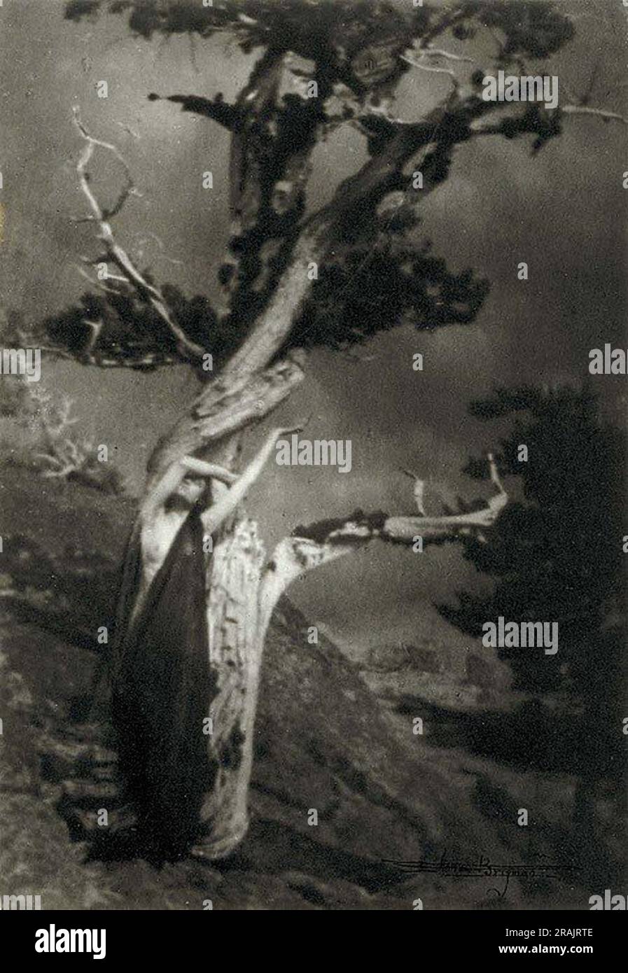 The Dying Cedar 1909 by Anne Brigman Stock Photo - Alamy