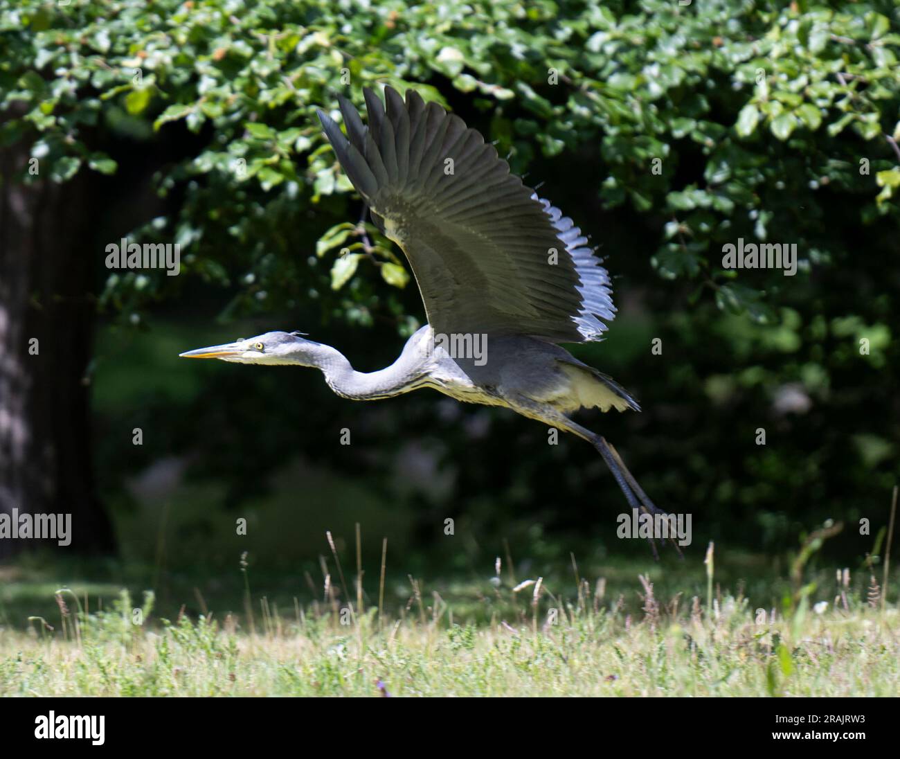 03/07/2023 A heron pictured at Gosford House, Longniddry, East Lothian ...