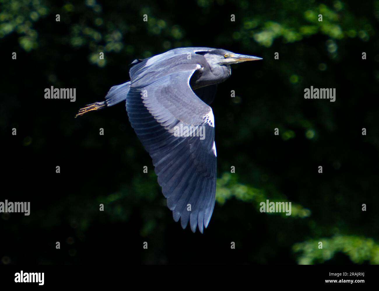 03/07/2023 A heron pictured at Gosford House, Longniddry, East Lothian ...