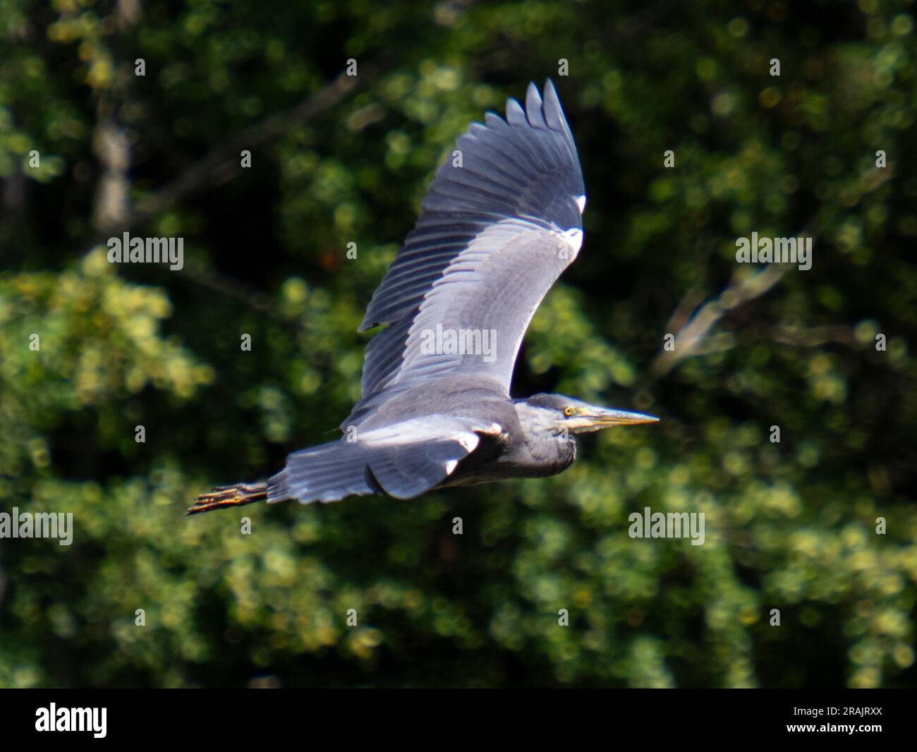 03/07/2023 A heron pictured at Gosford House, Longniddry, East Lothian ...