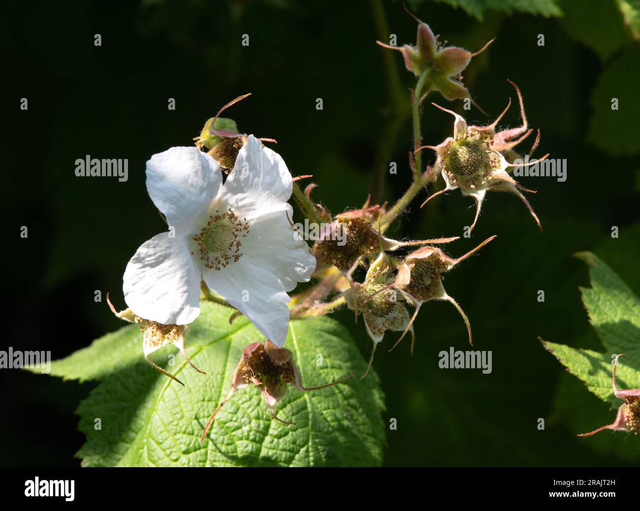 Rubus odoratus, flowering raspberry Stock Photo - Alamy